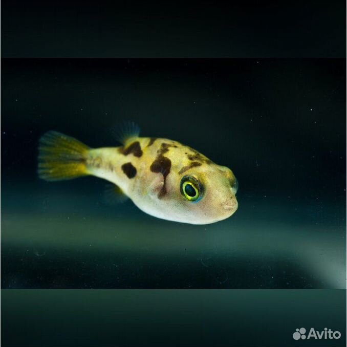 Карликовые тетрадоны и сае