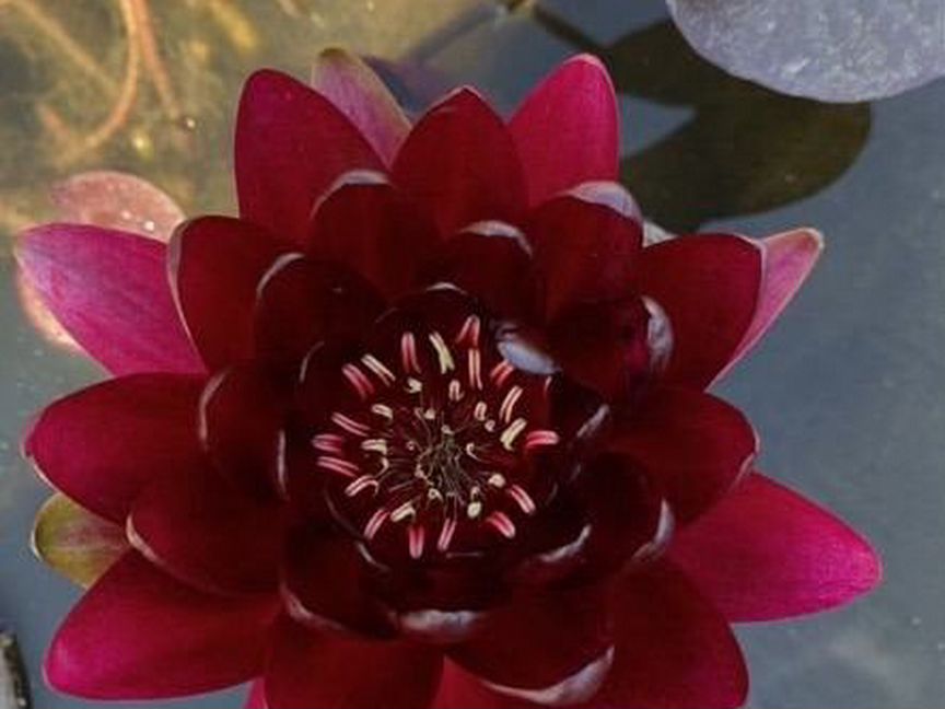 Нимфея "Черная принцесса"