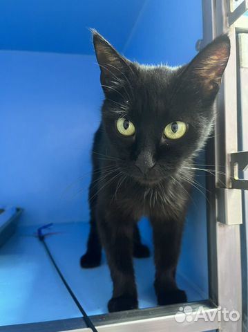 Кошка Фиона ждет семью