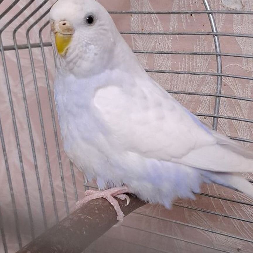 Волнистый попугай