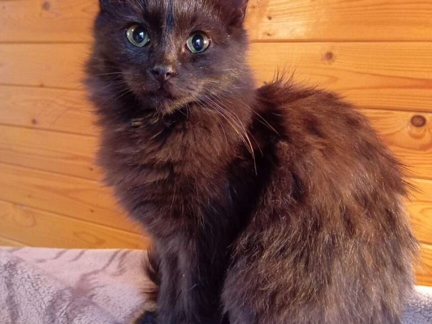 Шоколадный малыш Шкет