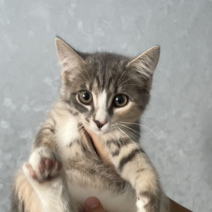 Отдам котенка в добрые руки