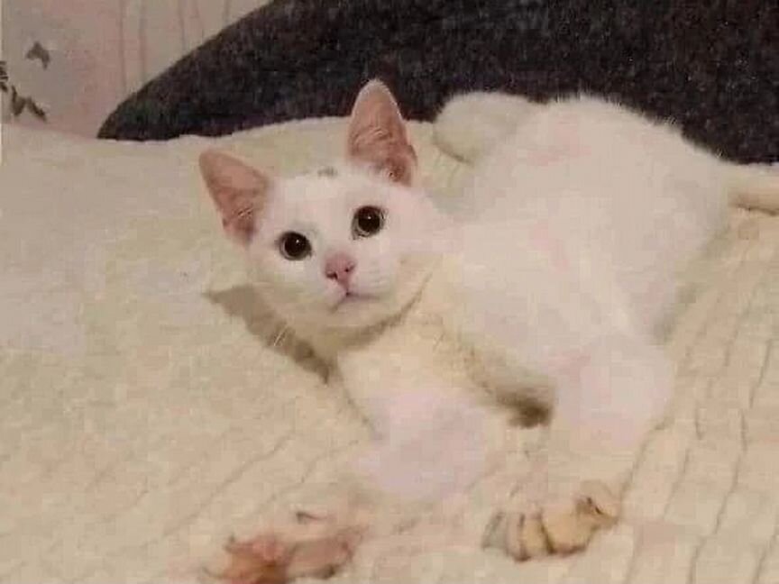 Котик Одуванчик в хорошую семью бесплатно