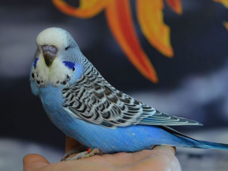 Птенцы Выставочных Волнистых Попугаев (ввп,чехи)