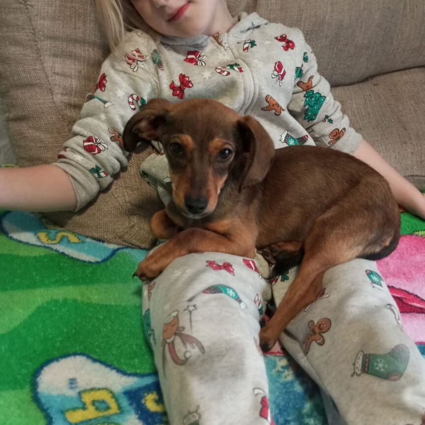 Отдам найдёныша в добрые руки