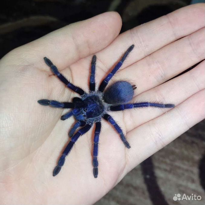 Птицееды Pterinopelma sazimai н/о 3см