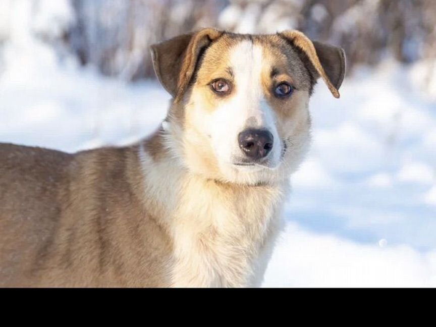 Собака в добрые руки