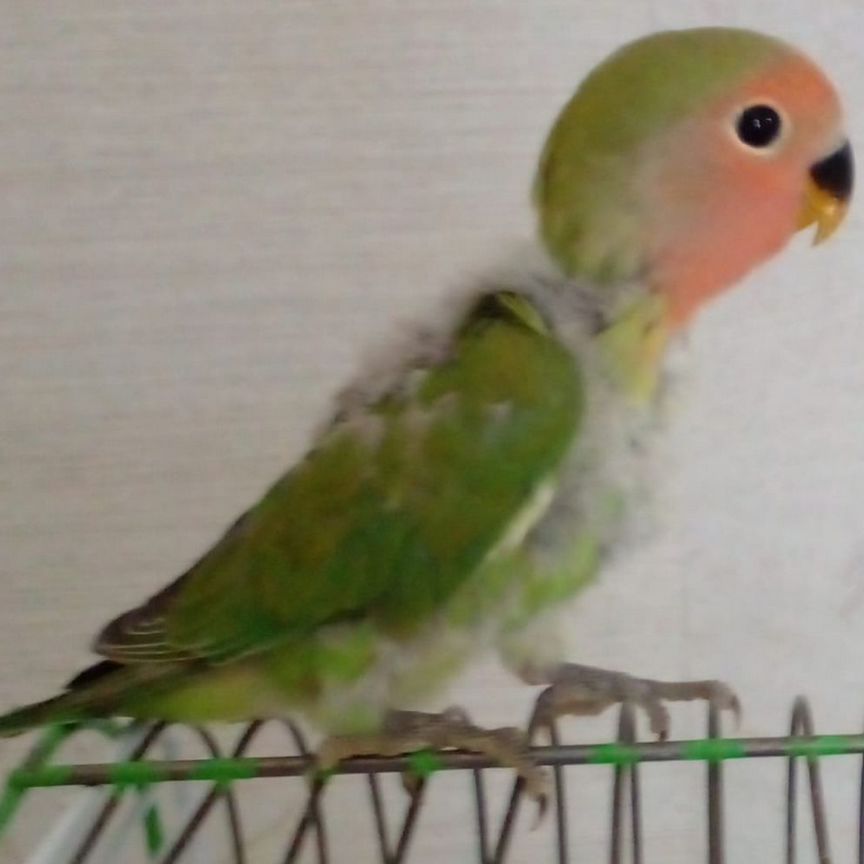 Попугай неразлучники