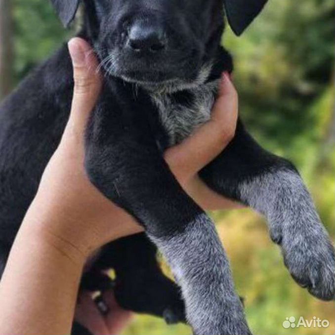 Щенок курцхара