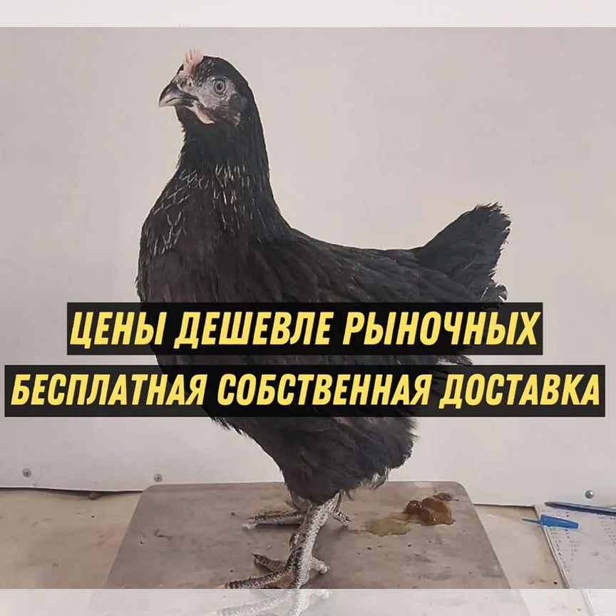 Куры молодки оптом от 100 шт. заключаем договор