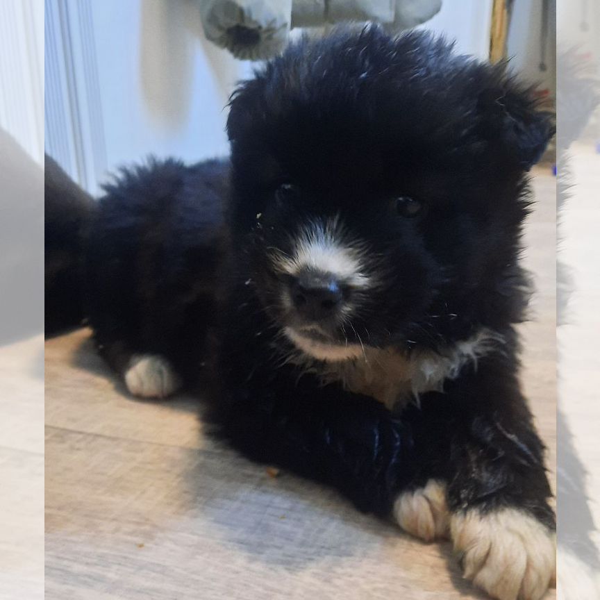 Щенок в добрые руки