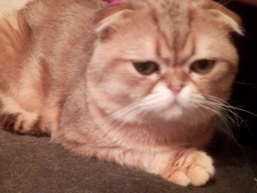 Шотландский кот