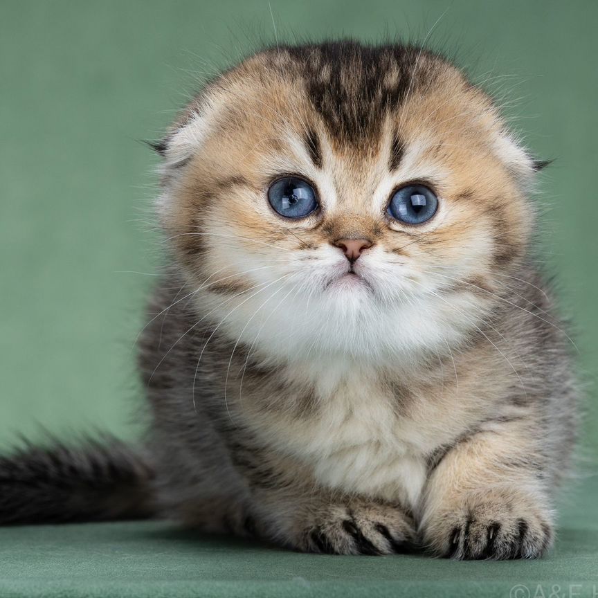 Шотландский вислоухий короткошёрстный котёнок