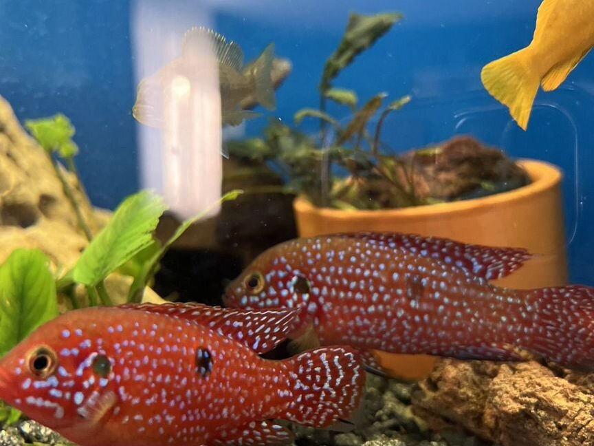 Хромис красавец