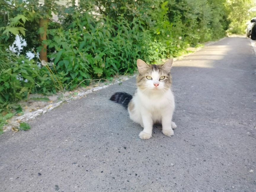 Очень ласковая кошечка
