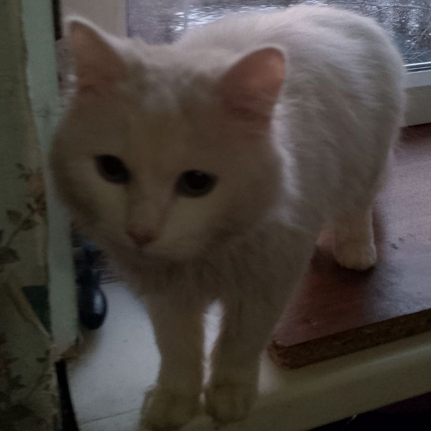 Турецкая ангора котёнок