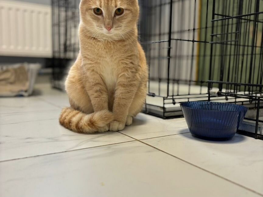 Котик в хорошие руки