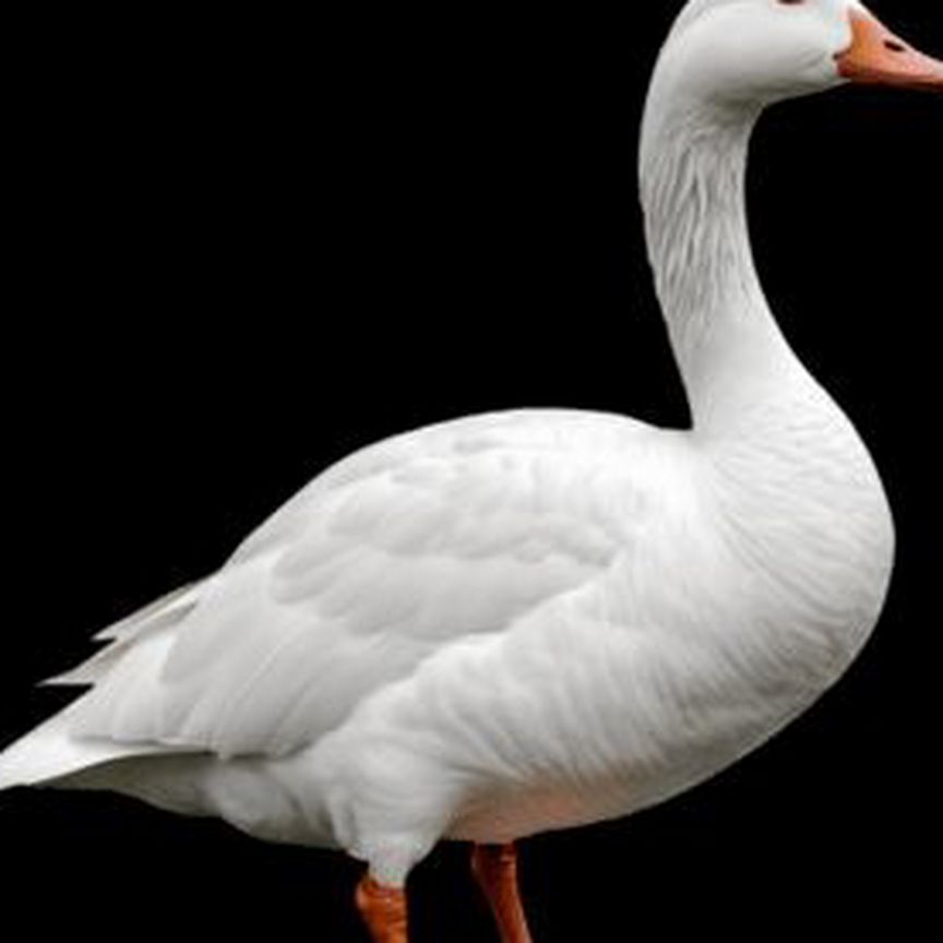 Гусь домашняя мясо