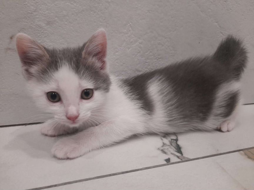 Котята в добрые руки бесплатно