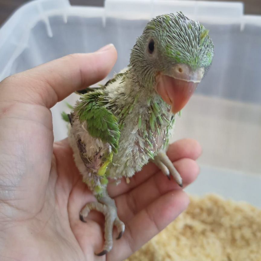 Ожереловый попугай птенцы