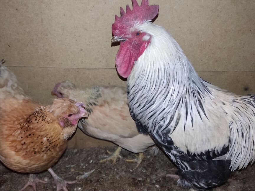 Куры несушки возрастные