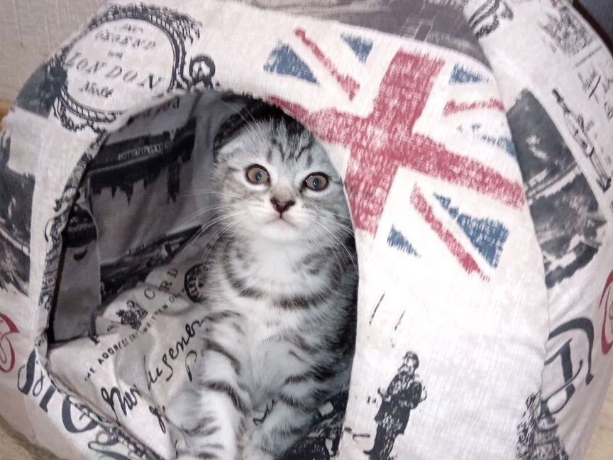 Котёнок Мартин