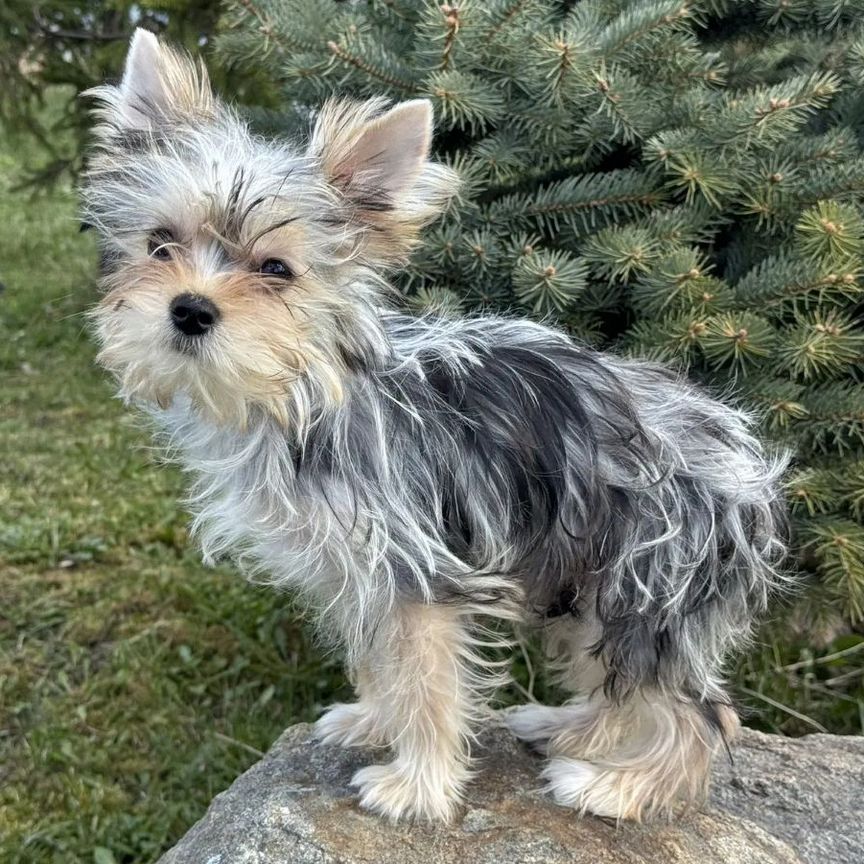 Йоркширский терьер, щенок