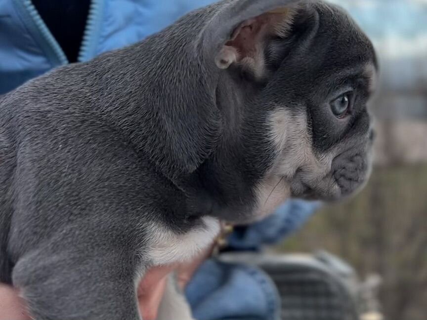 Французский бульдог/мальчик