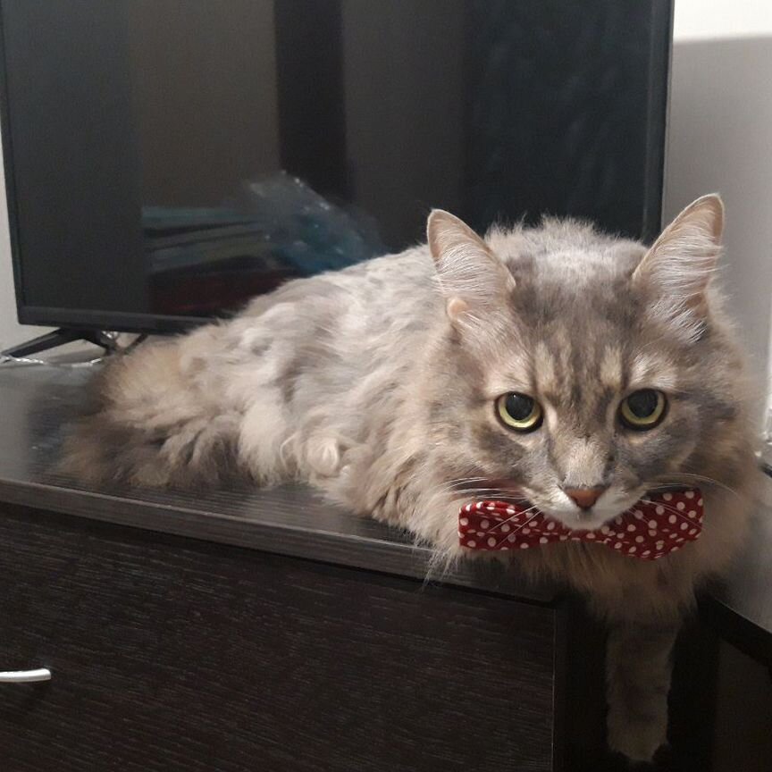 Ищу хозяина для шикарного кота породы Норвежская л