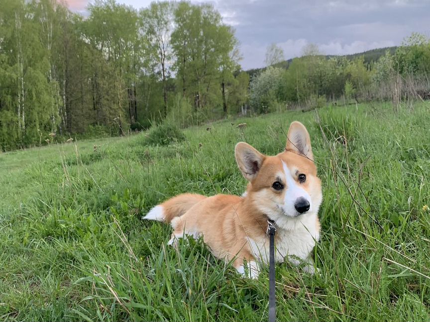 Кобель корги на вязку
