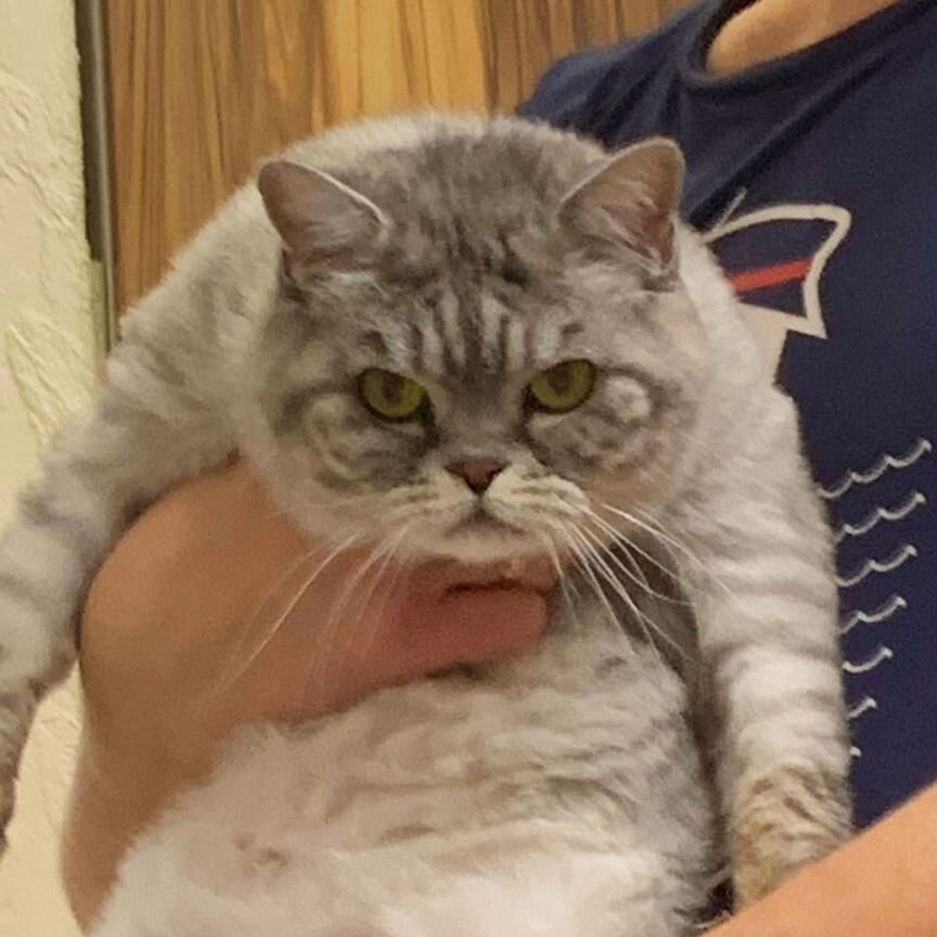 Кошка британка