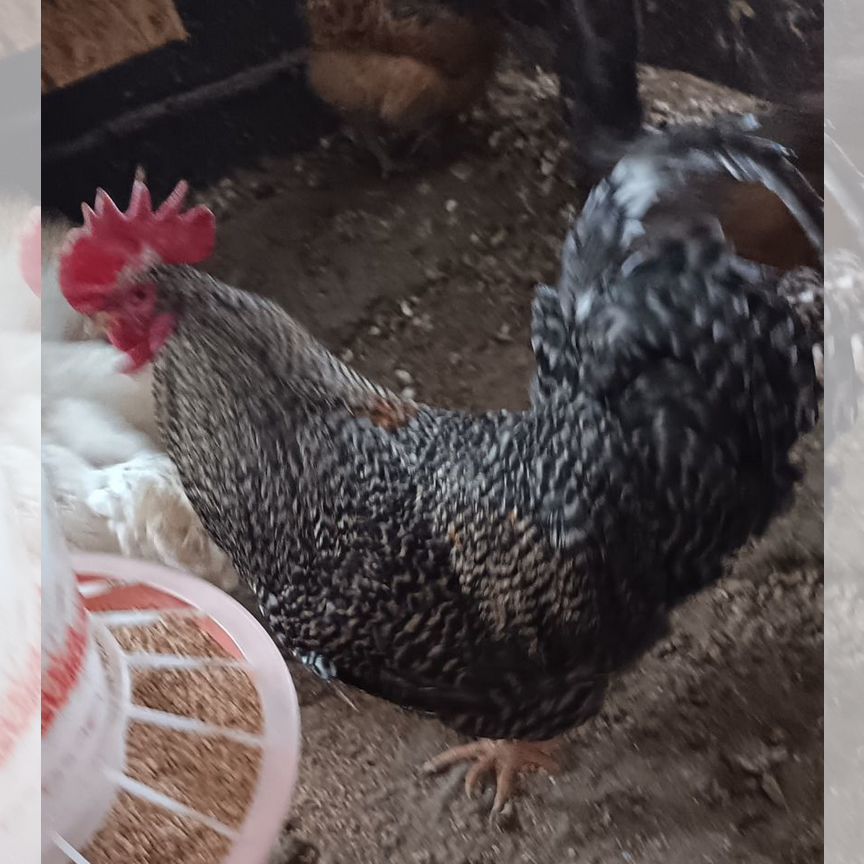 Молодые петухи