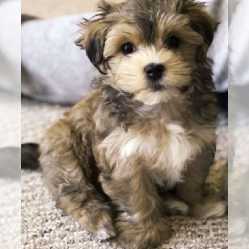 Мальтипу, щенок