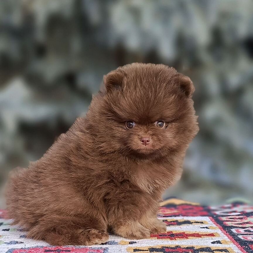 Померанский шпиц