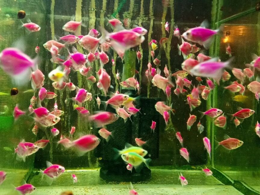 Тернеция. Данио. Пельвитохромисы