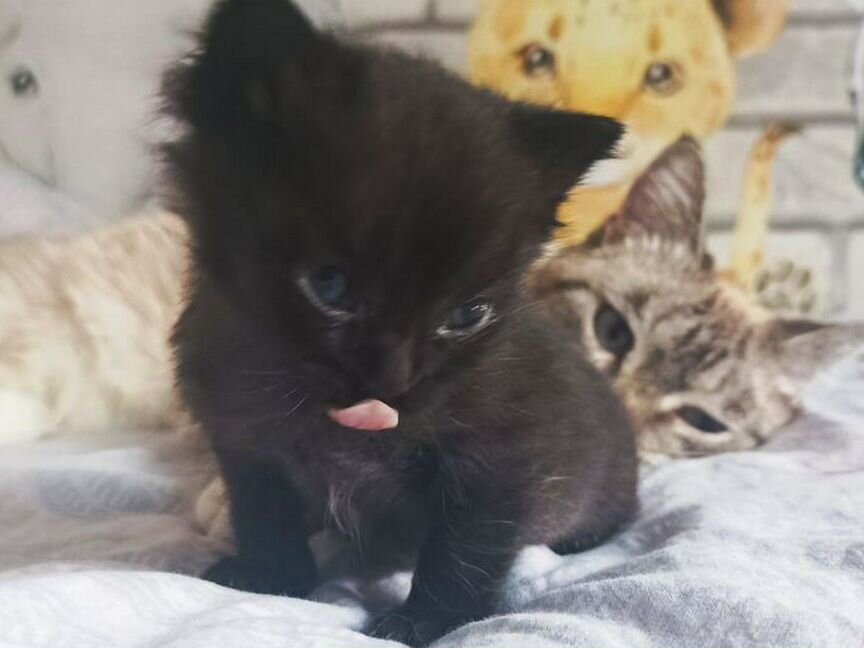 Кошка в дар бесплатно