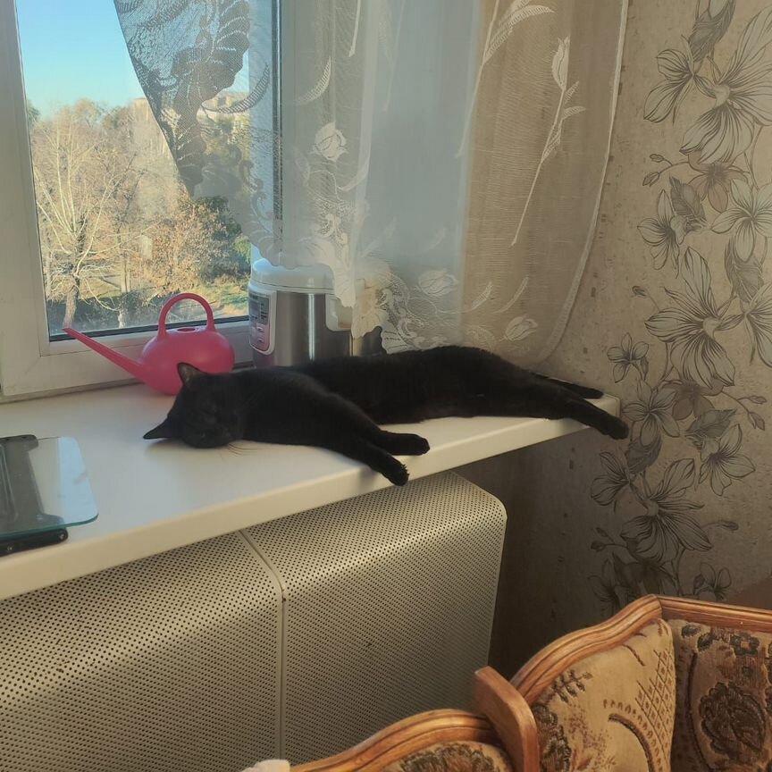 Отдам в добрые руки