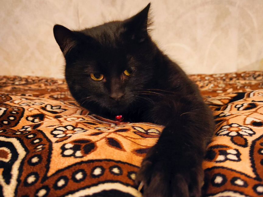 Кот Том в хорошие руки