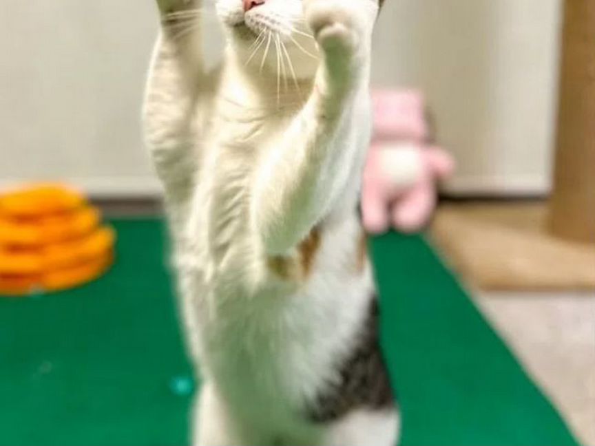 Кошечка Победа ищет дом