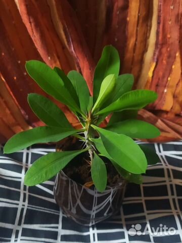 Молочай Миля (Euphorbia milii) купить в Санкт-Петербурге | Товары для ...