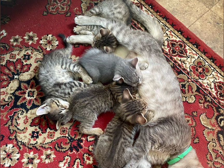 Котята в добрые руки