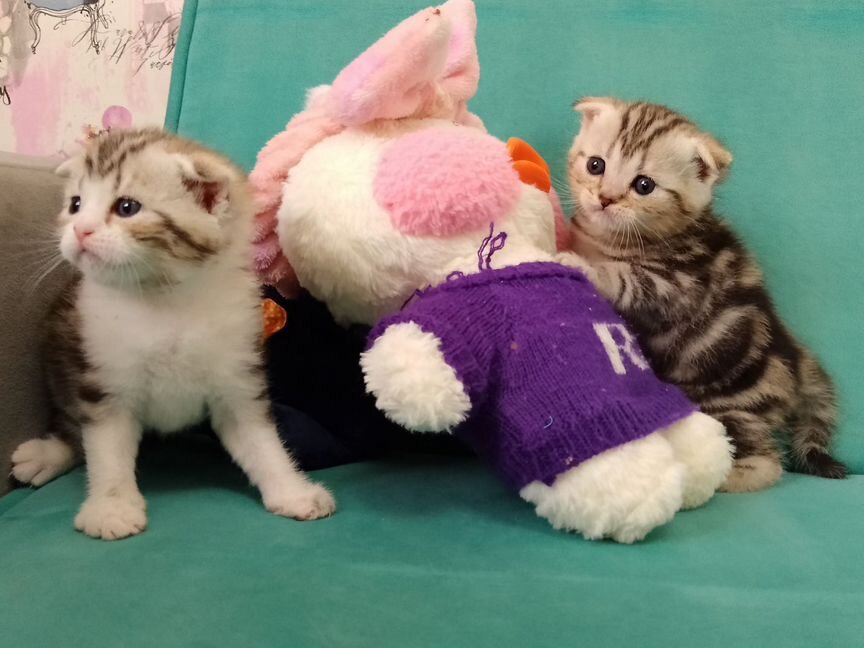Шотландские вислоухие котики