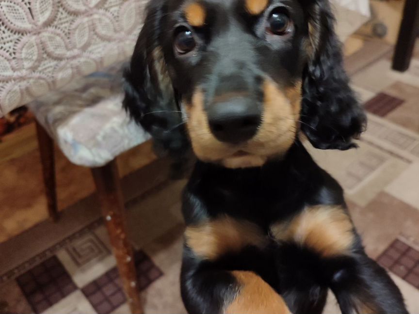 Кокер спаниель 4 месяца