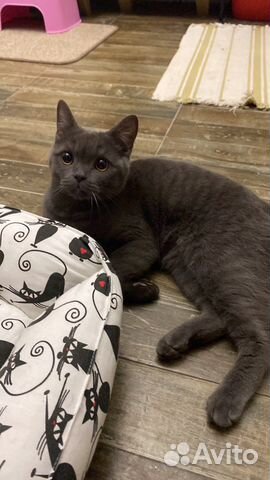 Шотландский котик