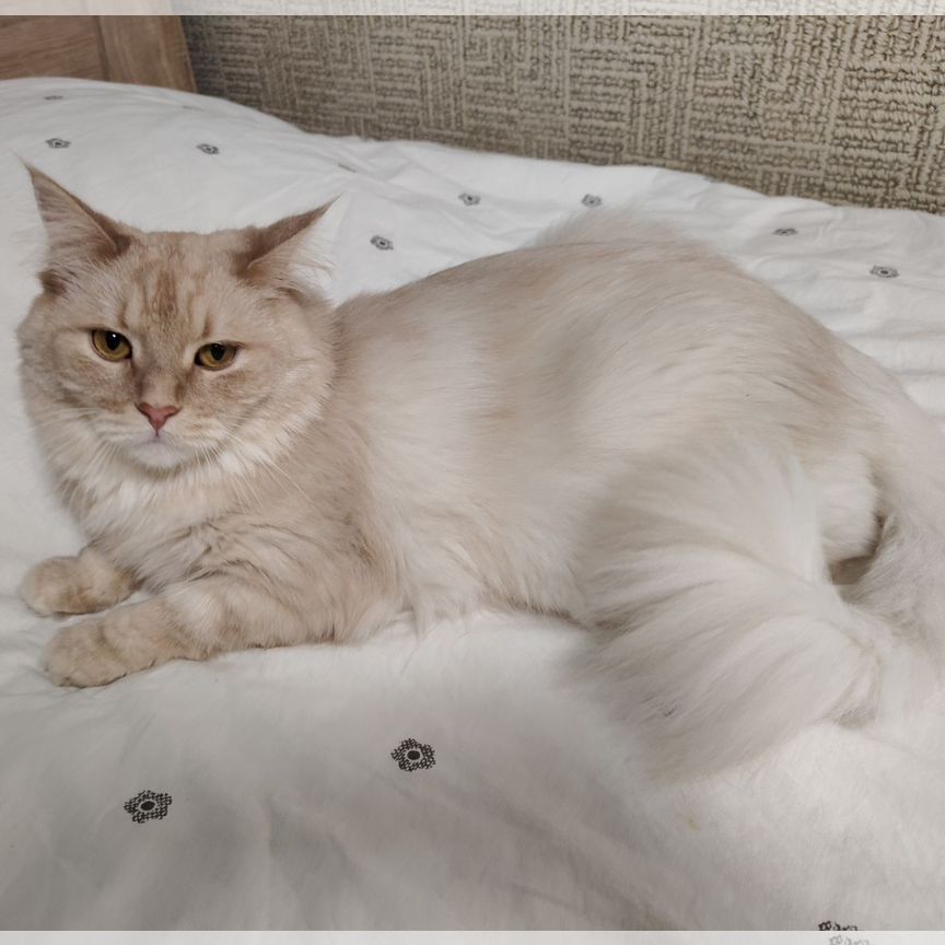 Мейн-кун, взрослая кошка