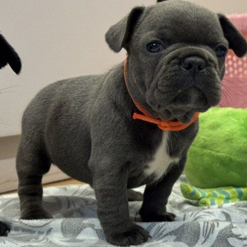 Французский бульдог, щенок