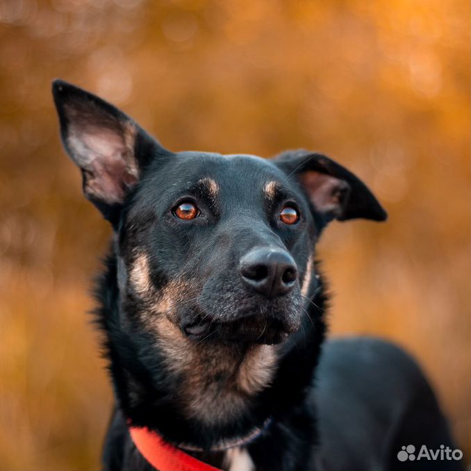 Рокки ищет дом