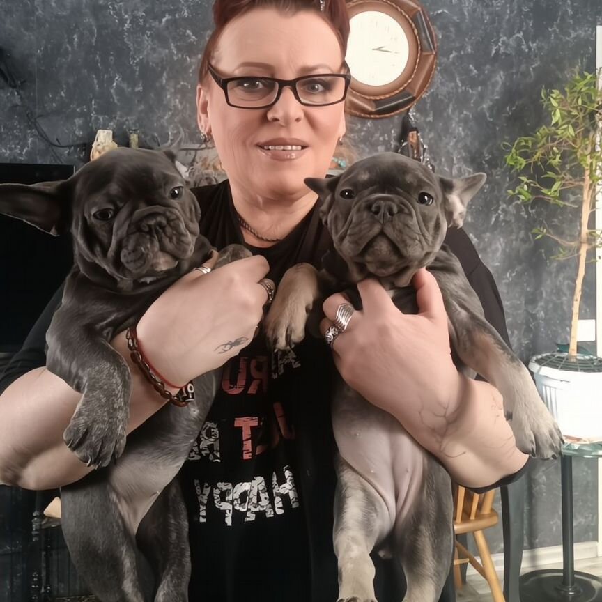 Французский бульдог, щенок