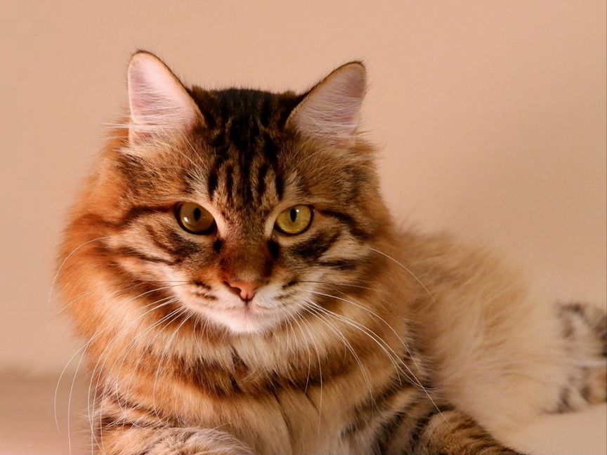 Котята курильского бобтейла