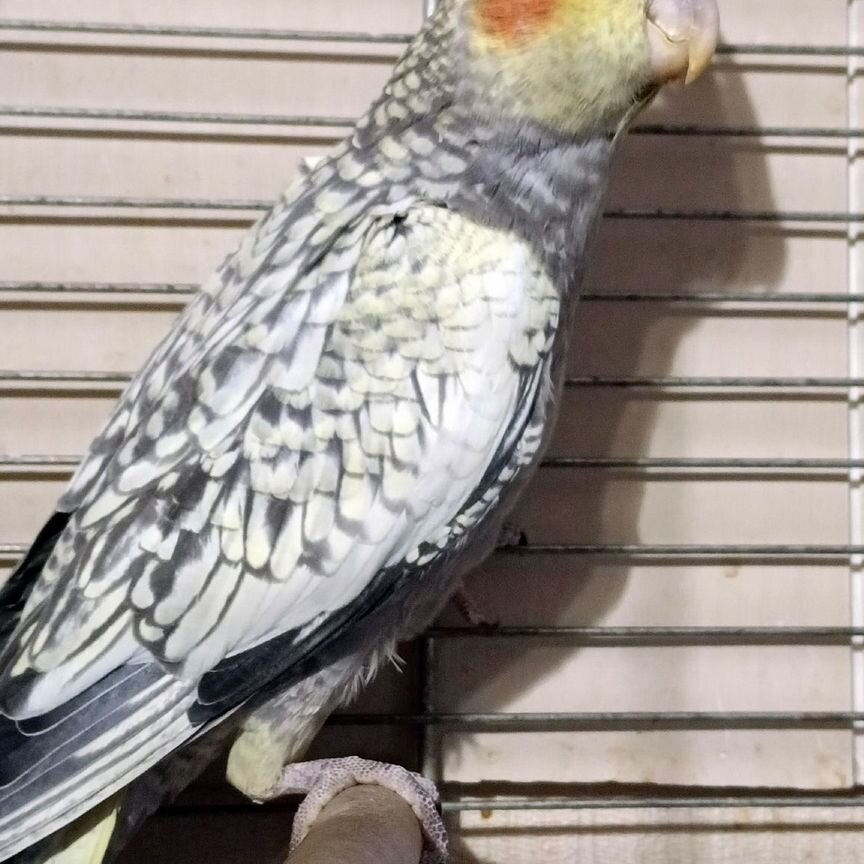 Продаю птенца попугая корелла